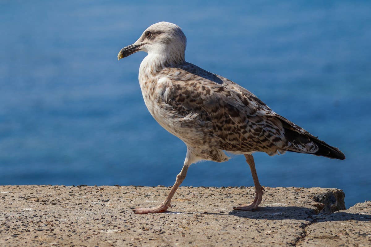 Nantucket Seagull Steals Man’s Wallet and All the Cash in It - PetHelpful