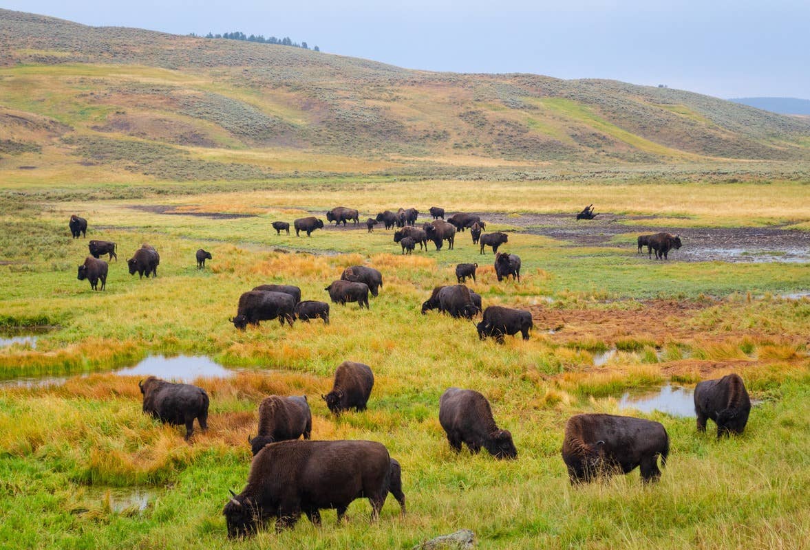 Migrating Bison Take over Highway in National Park and the Sound Is ...
