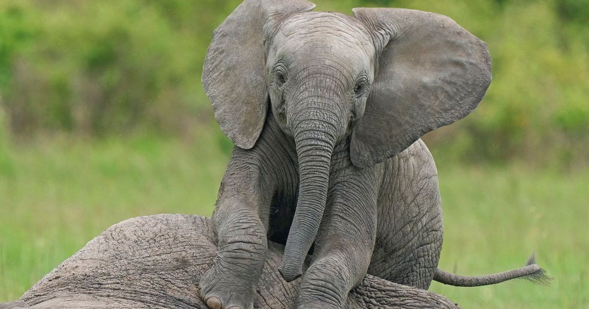 Little Elephant Combines Snacktime and Naptime Like a Multitasking ...