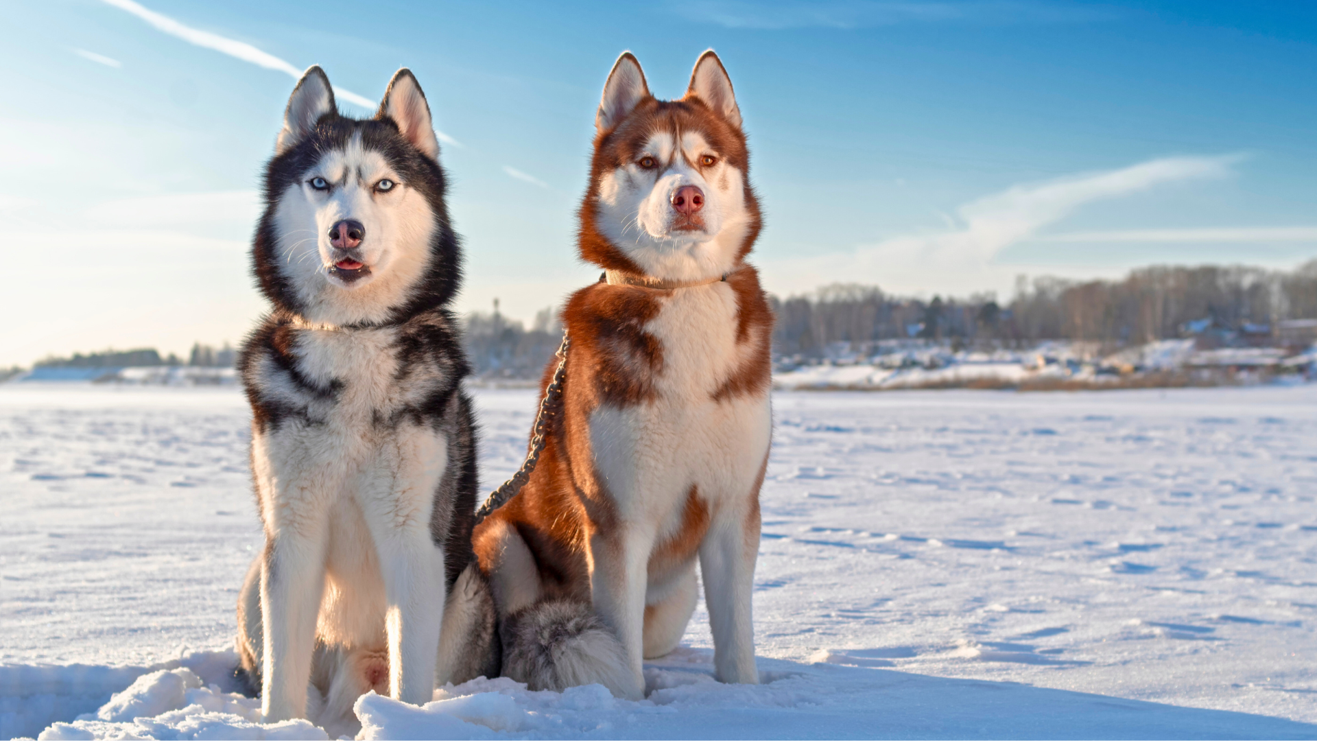 Top 25 Most Beautiful Dog Breeds (With Pictures) - PetHelpful