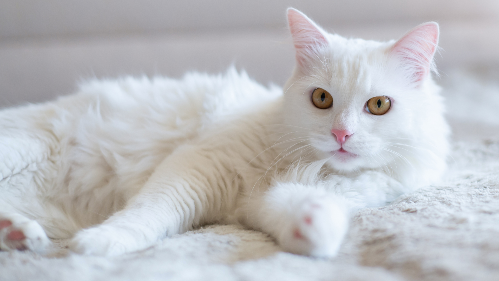 White Cat Beams with Pride After Knocking Over Mom’s Prize Monstera ...