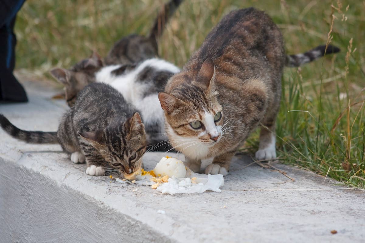 Starving Stray Cat Lets Rescuer Feed Kittens First Like the Best Little ...