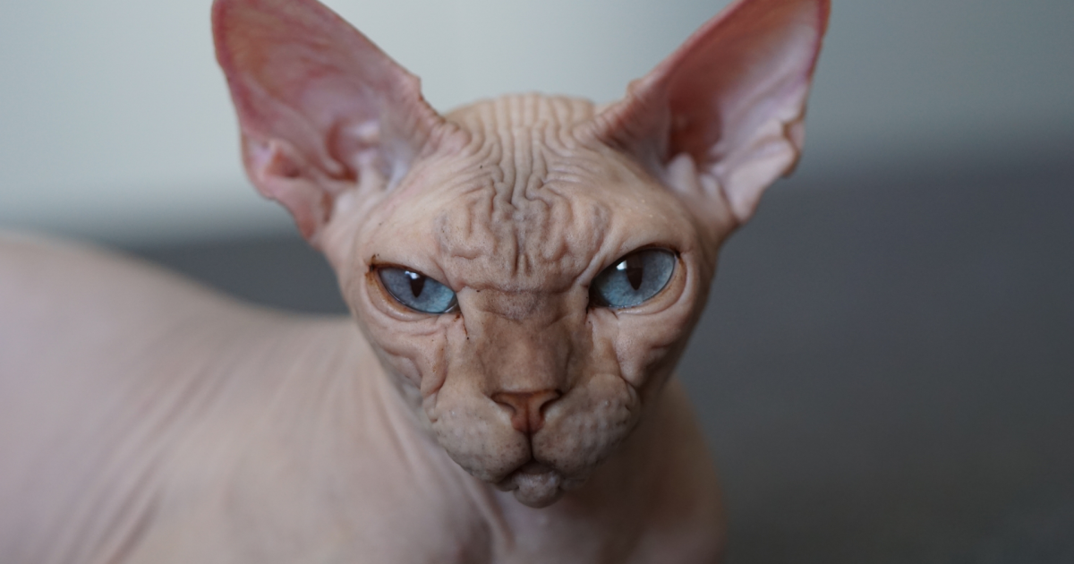 Sphynx Cat’s Angry Look Has Everyone Feeling Totally Judged - PetHelpful