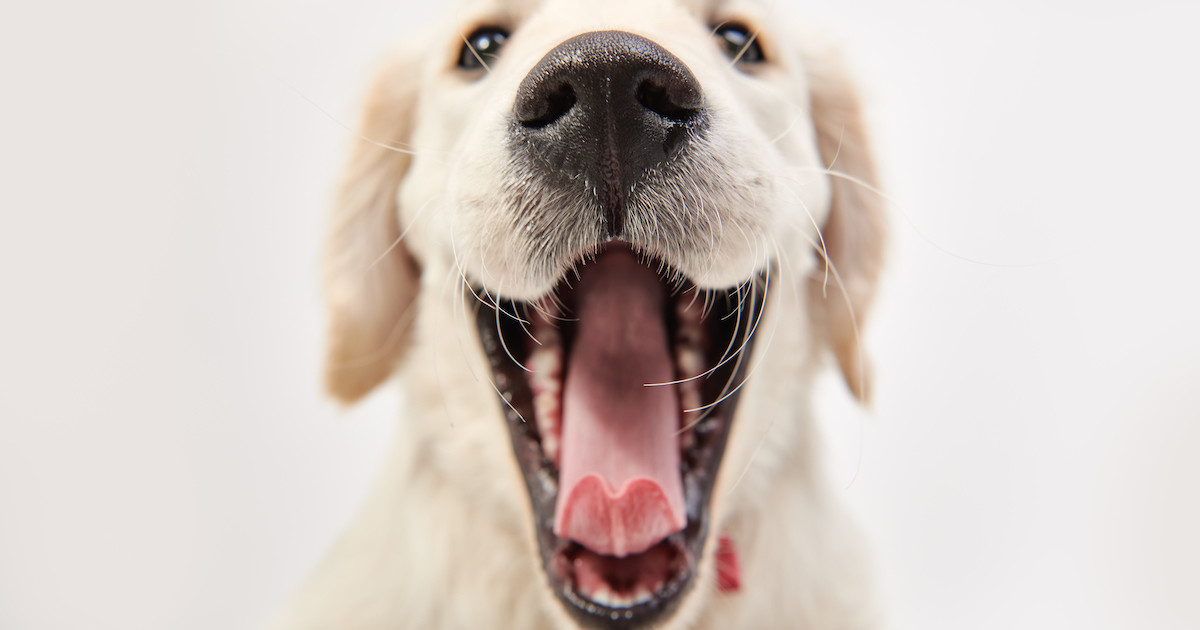 Golden Retriever 'Understands English Perfectly' & Can Even Speak in ...
