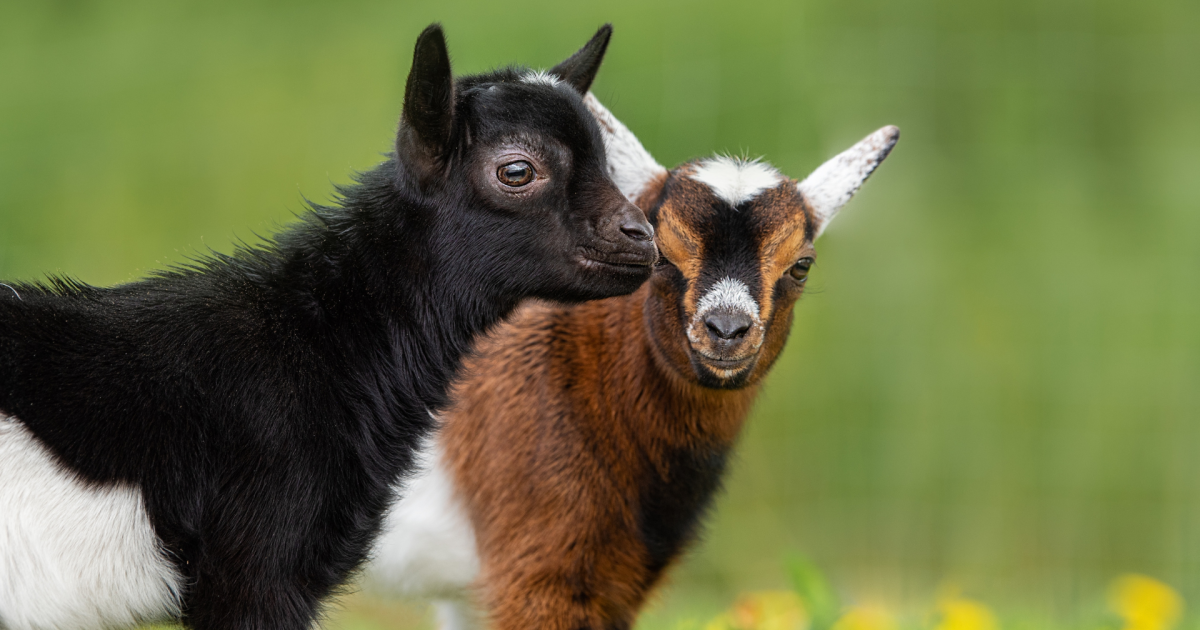 Baby Dwarf Goats Ambush Unsuspecting Couple, Leave Only Emotional Scars ...