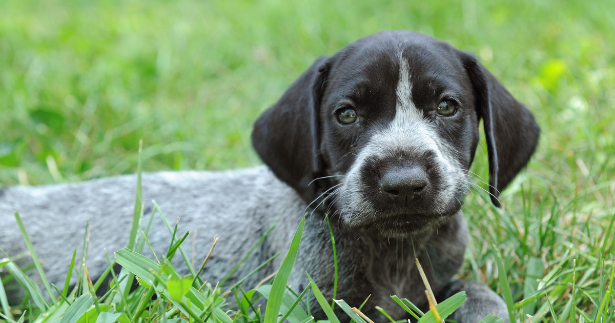 German Shorthaired Pointer Sisters Steal the Show in Elevator - PetHelpful