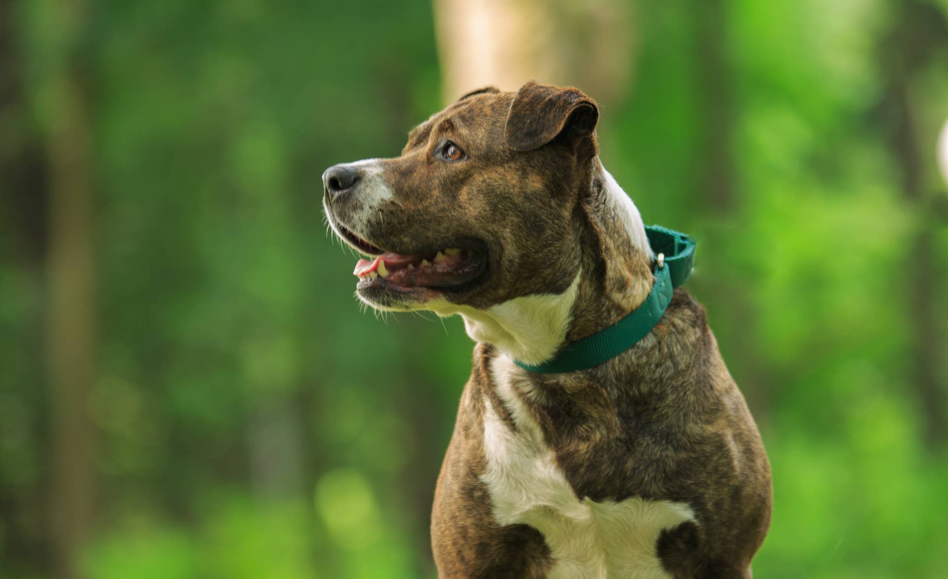 Dog Owners' Uplifting Song to Comfort Pit Bull Who's Scared of ...