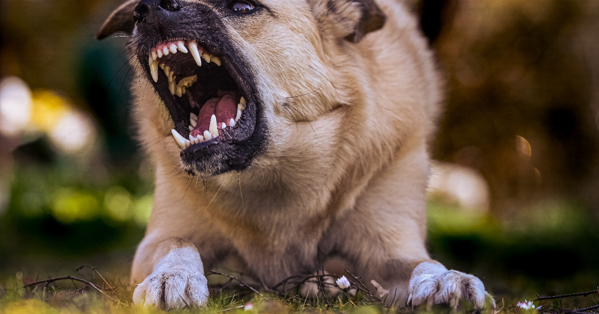 Surrendering an Aggressive Dog: Alternatives & Last Resorts - PetHelpful