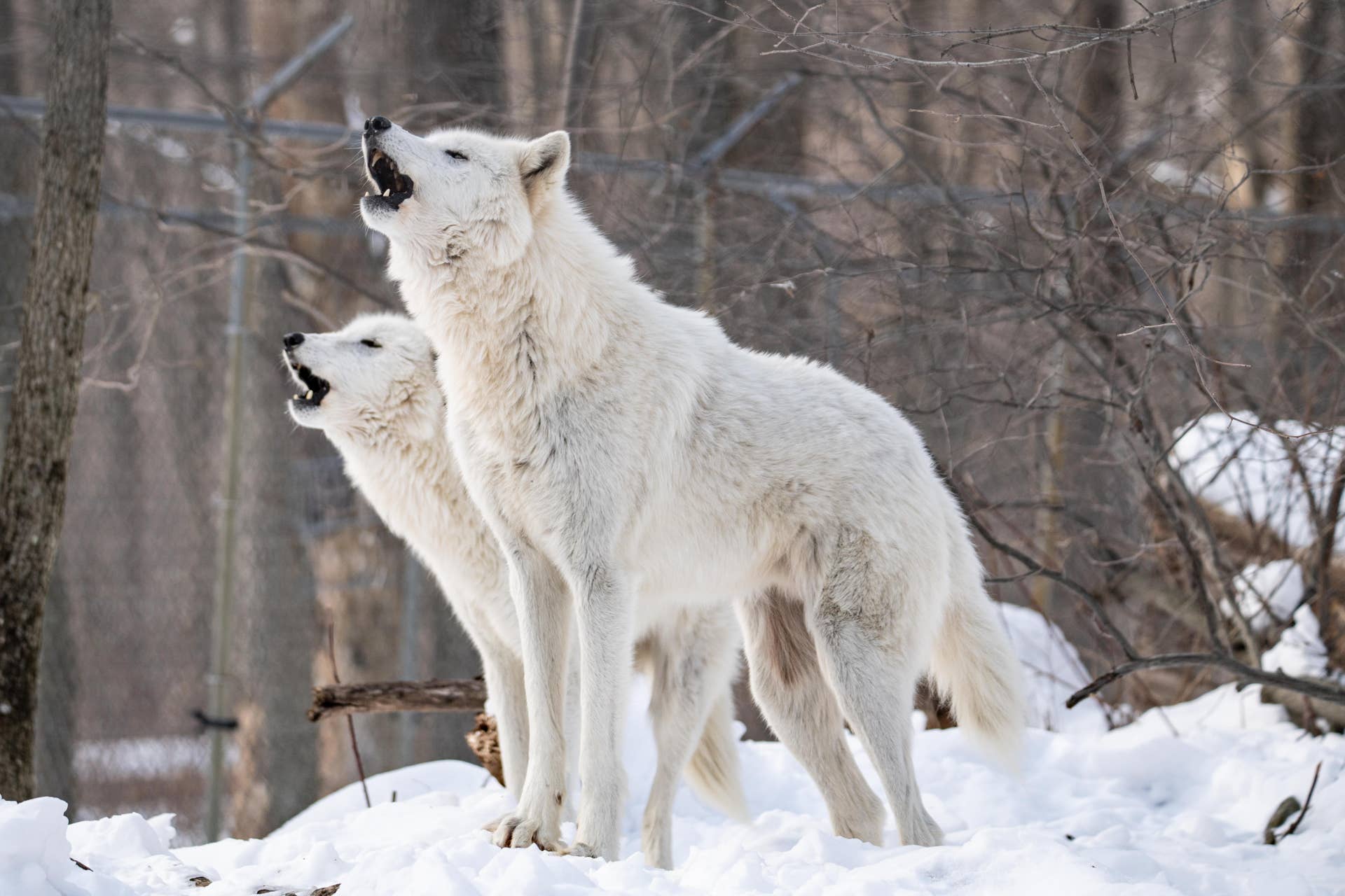 Wildlife Photographer Has Incredibly Close Encounter With Pack of ...