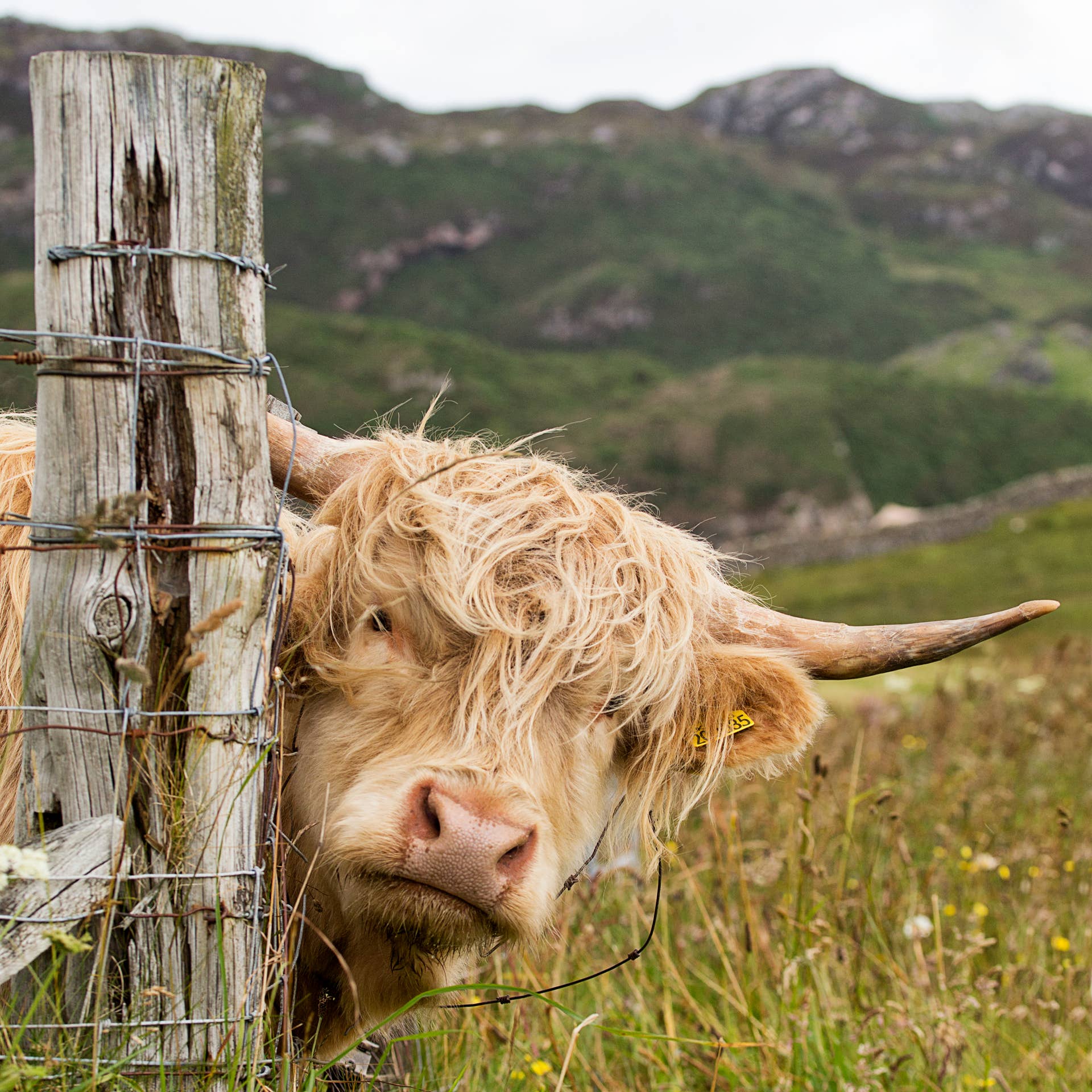 Hangry Highland Cow Helps Herself to Breakfast Before Dad Even Gets It ...
