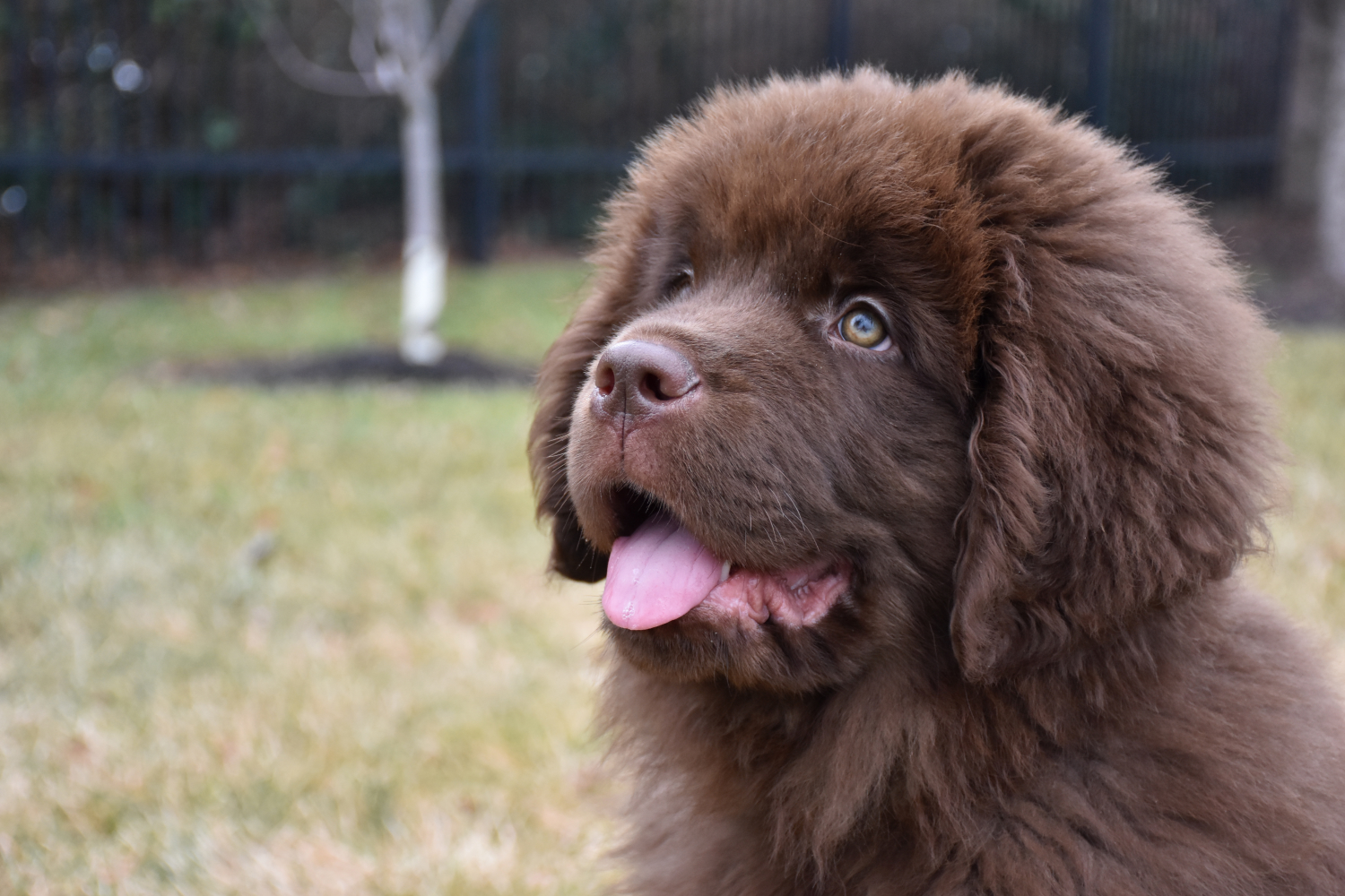 Fluffy Newfoundland Looks Just Like a Brown Bear and We Can't Get ...