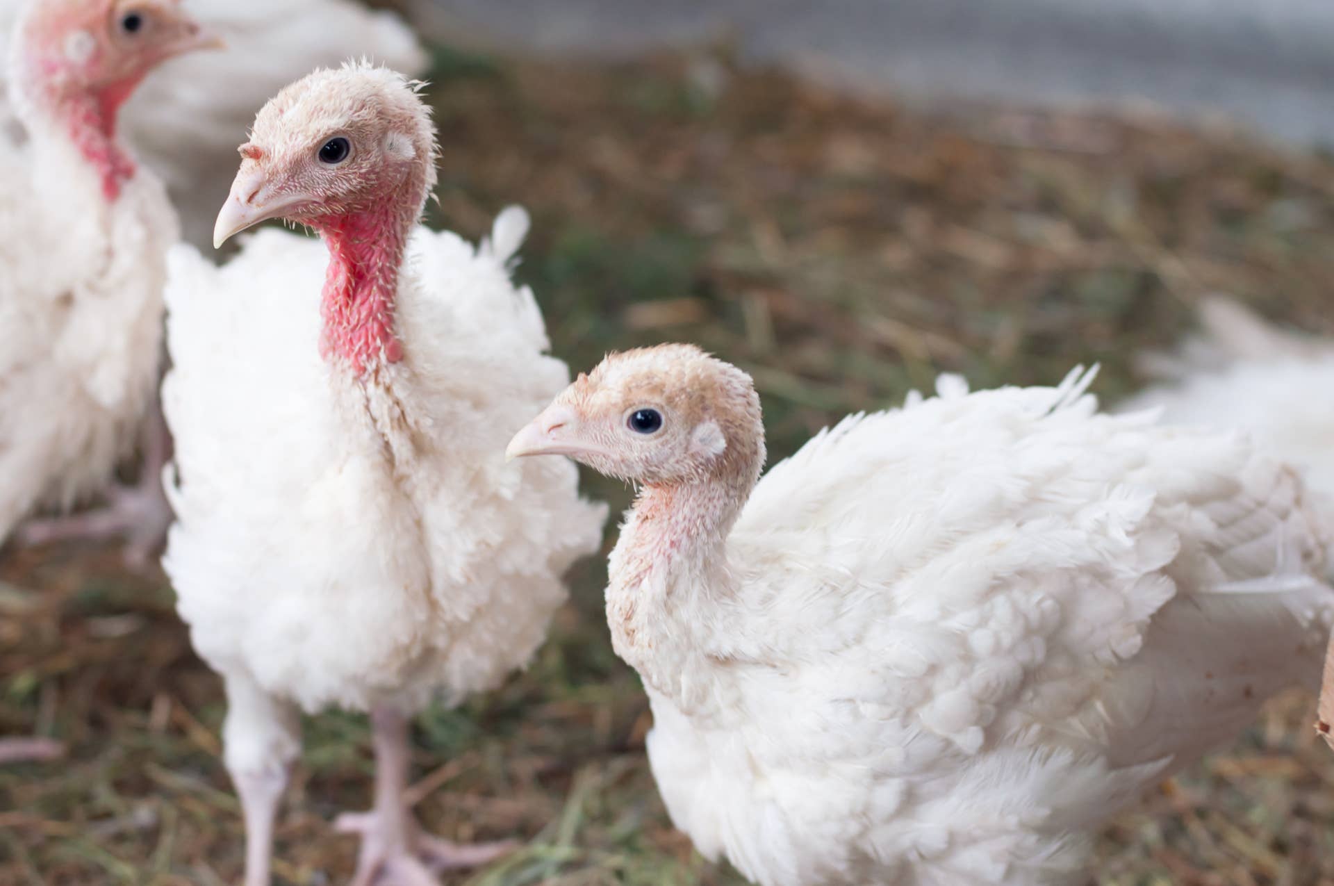 Boy Accidentally Becomes Turkey King of the Backyard - PetHelpful