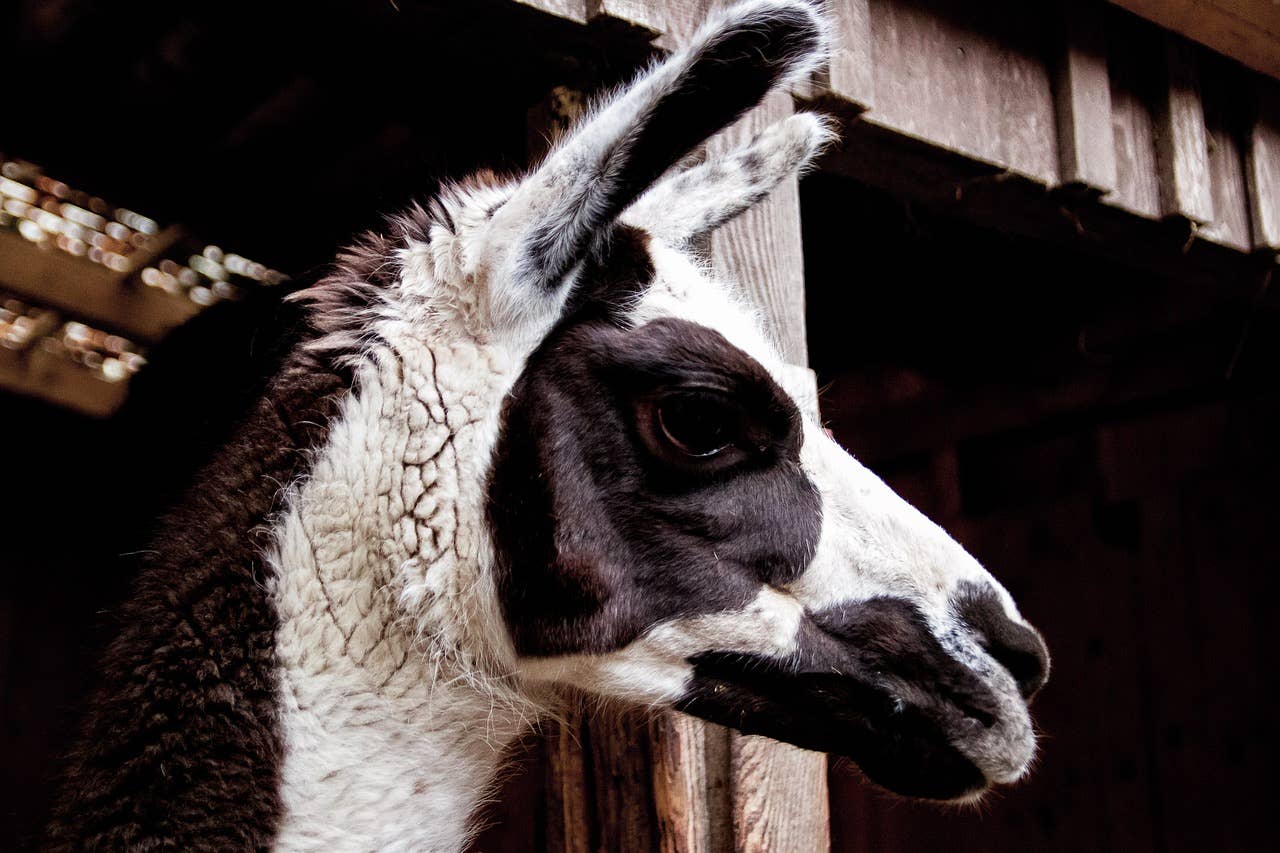 Llama Who was Bottle Fed As a Baby Has the Funniest Reaction to Human ...