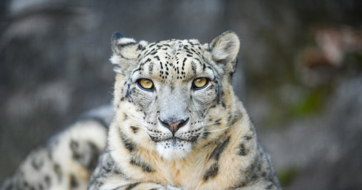 Snow Leopard Has the Cutest Love-Hate Relationship With Giant Pumpkin ...