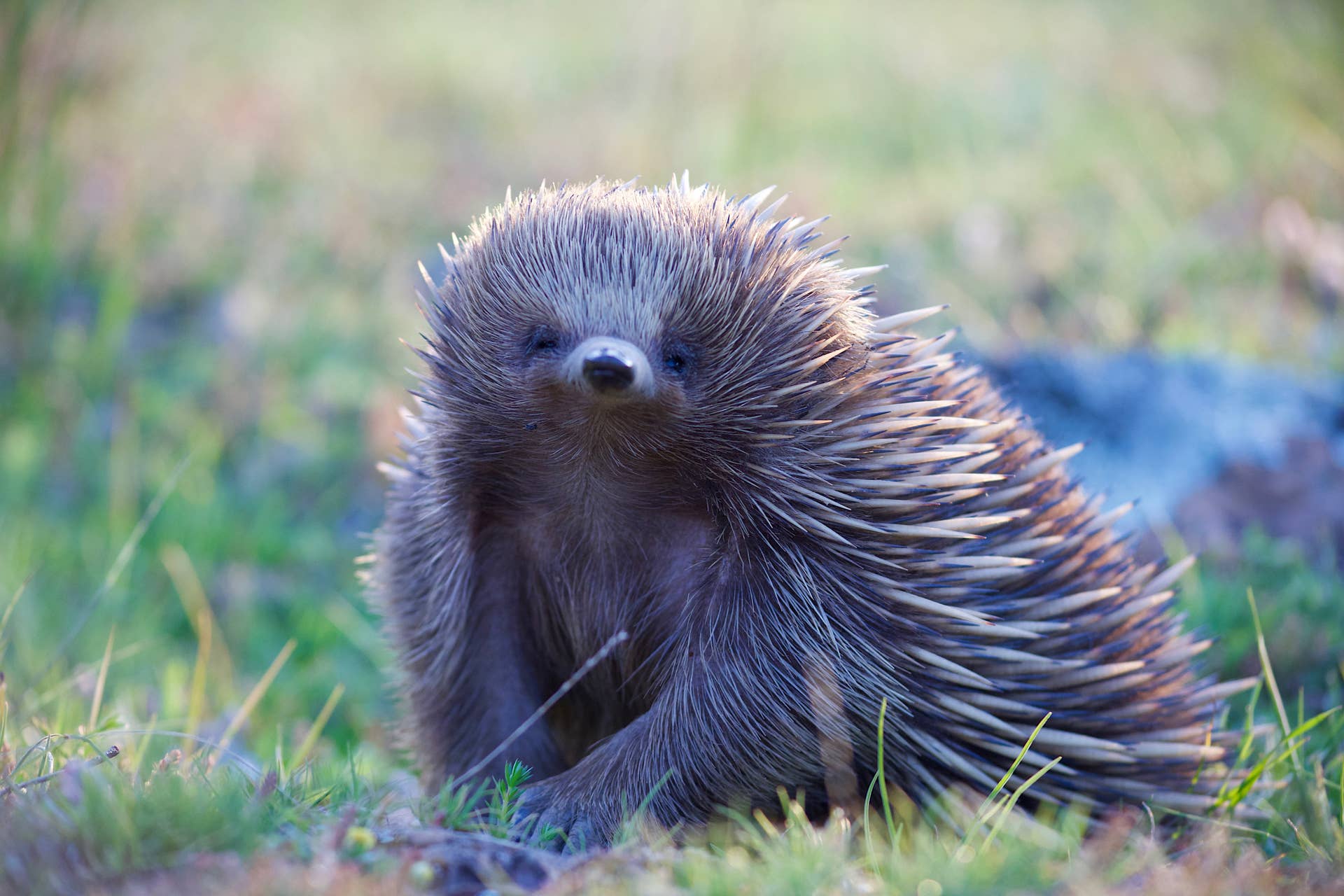 San Diego Zoo Shares Cute Animal Blooper That Has People Delighted ...