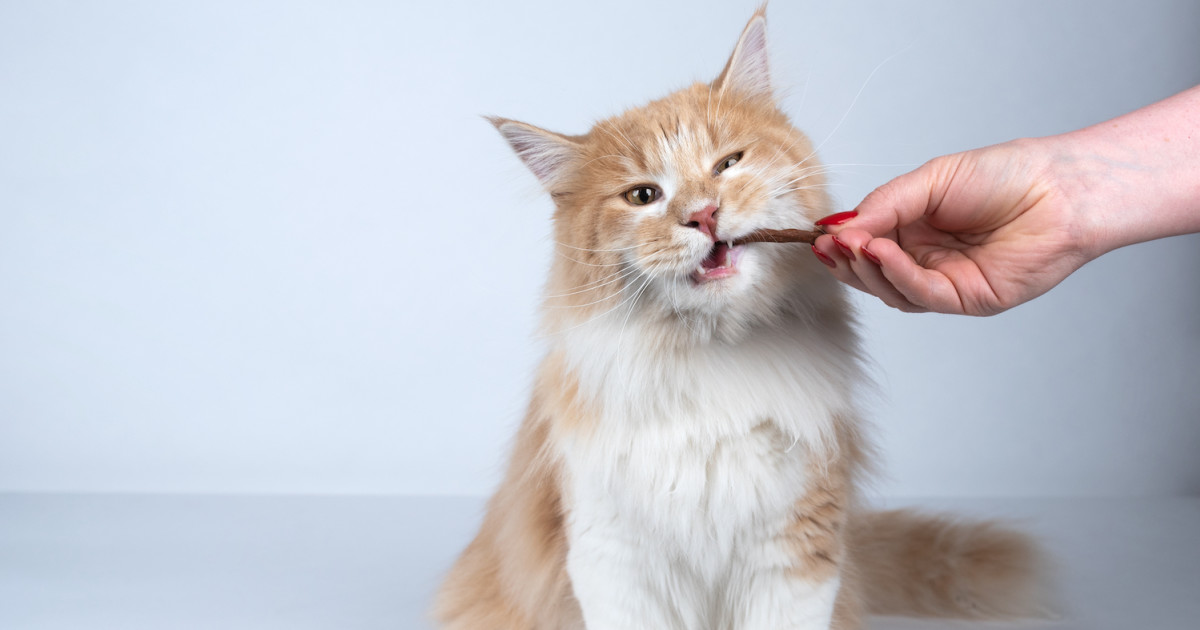 This Cat-Shaped Charcuterie Board Is a Must-Have for Pet Parents ...