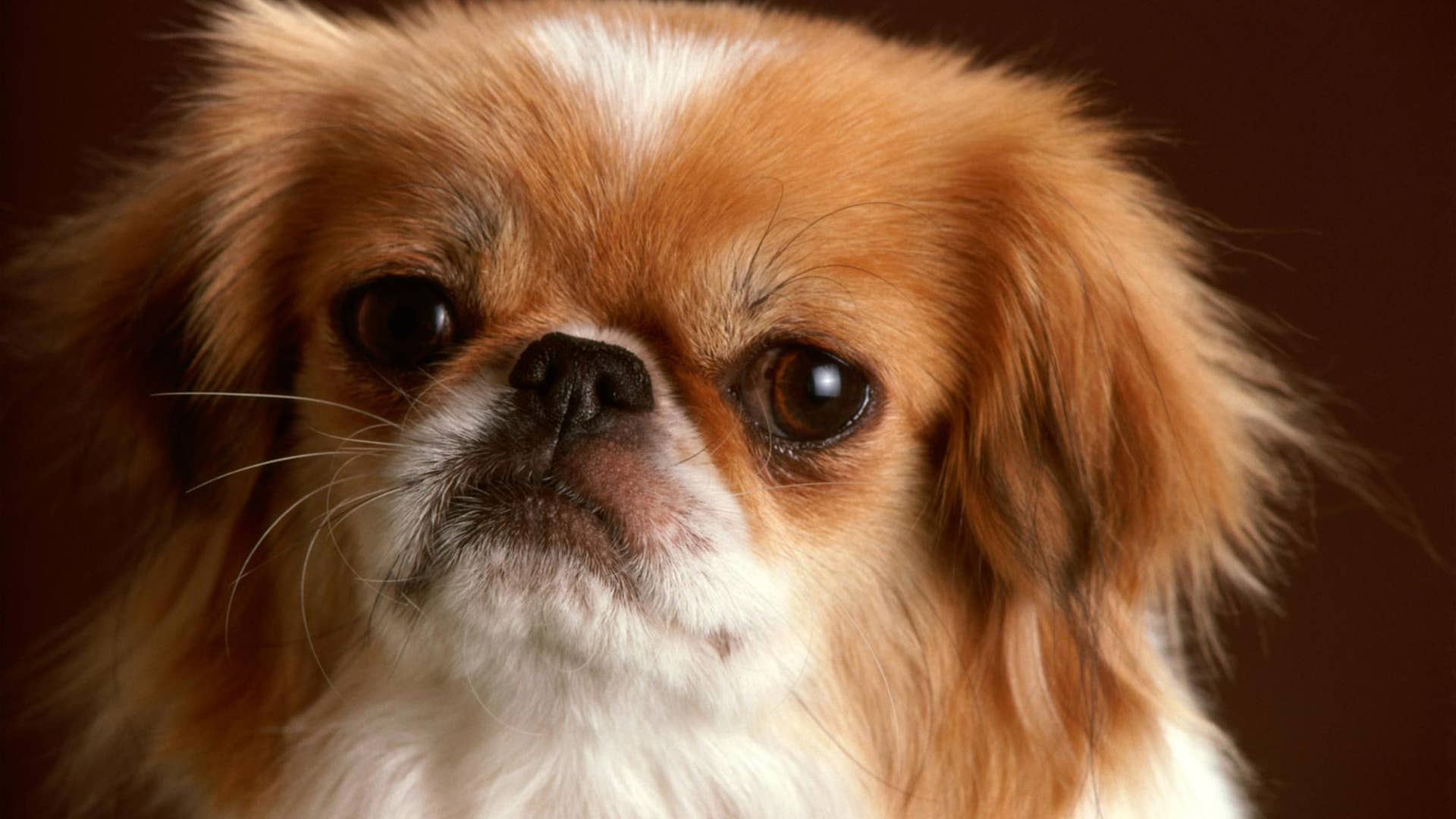 The Japanese Chin: Exploring the Traits of This Ancient and Noble Breed ...