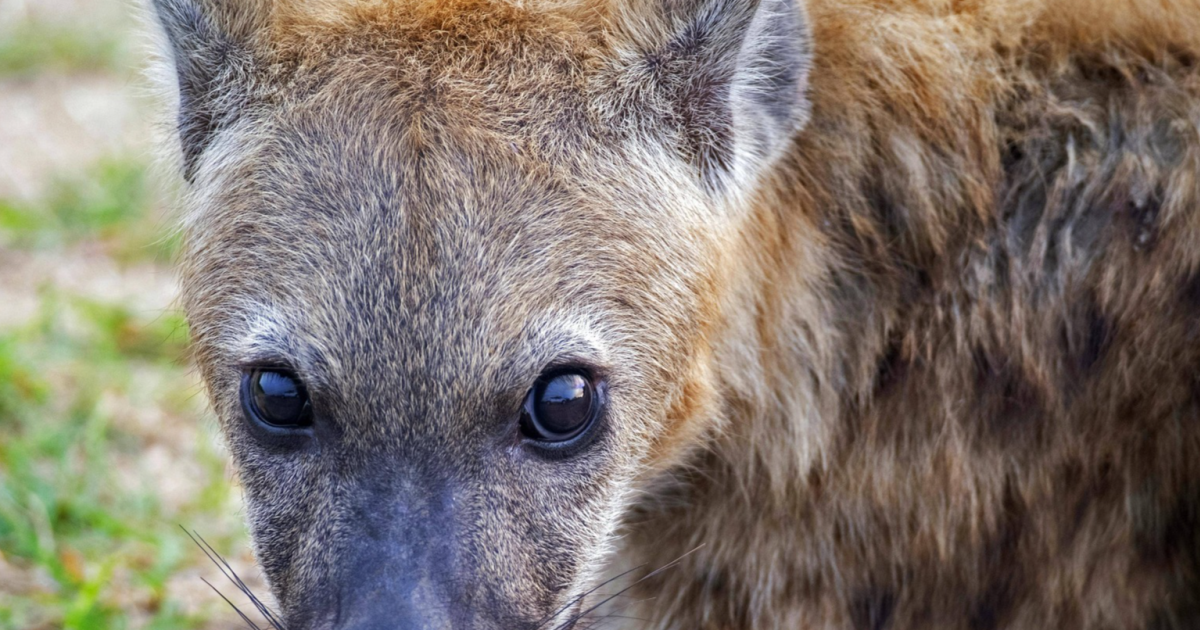 Ghostly Shot of Rare Hyena Wins Wildlife Photographer of the Year Award ...