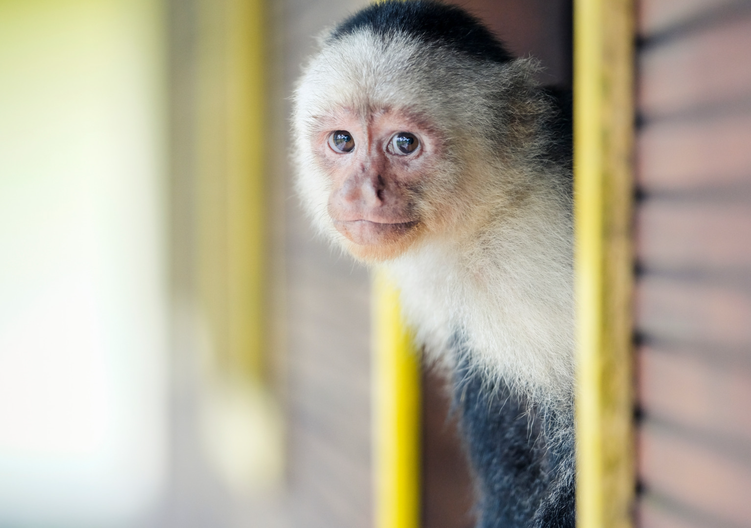 Video of Pet Monkey Grooming Her Dad Is Breaking the Internet - PetHelpful