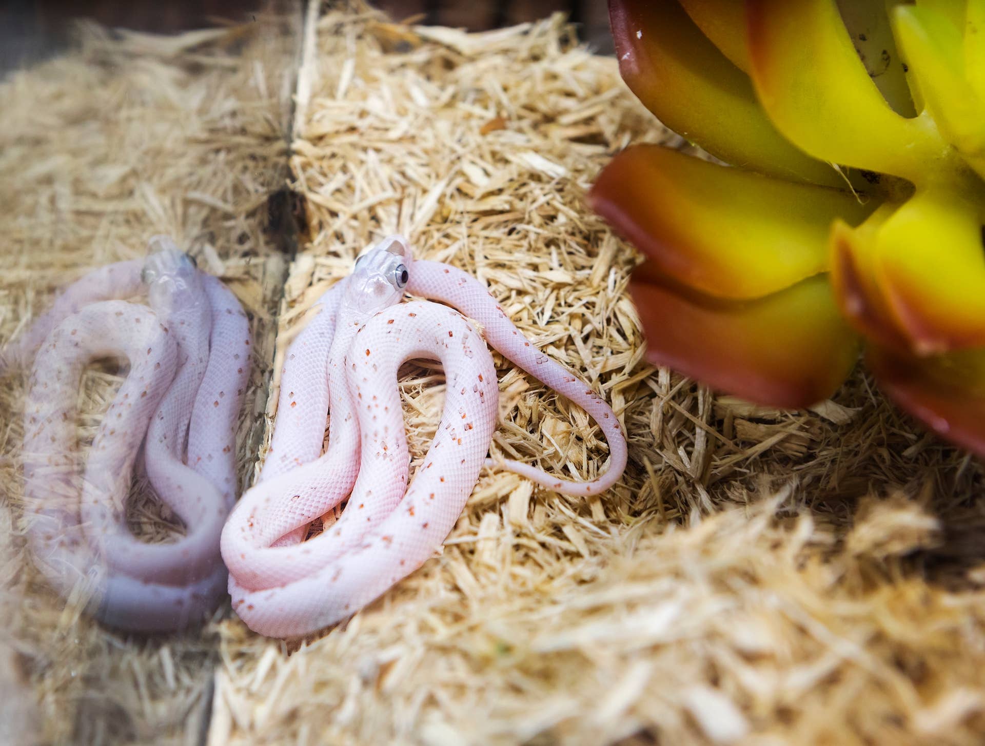 Gorgeous Pink Corn Snake Has Ridiculously Romantic Enclosure - PetHelpful