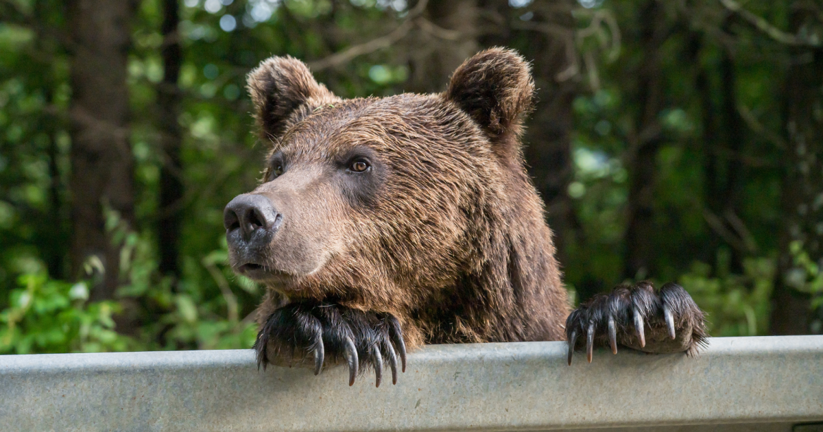 Huge Bear Casually Knocks on Window Like He Was Invited for Lunch - PetHelpful