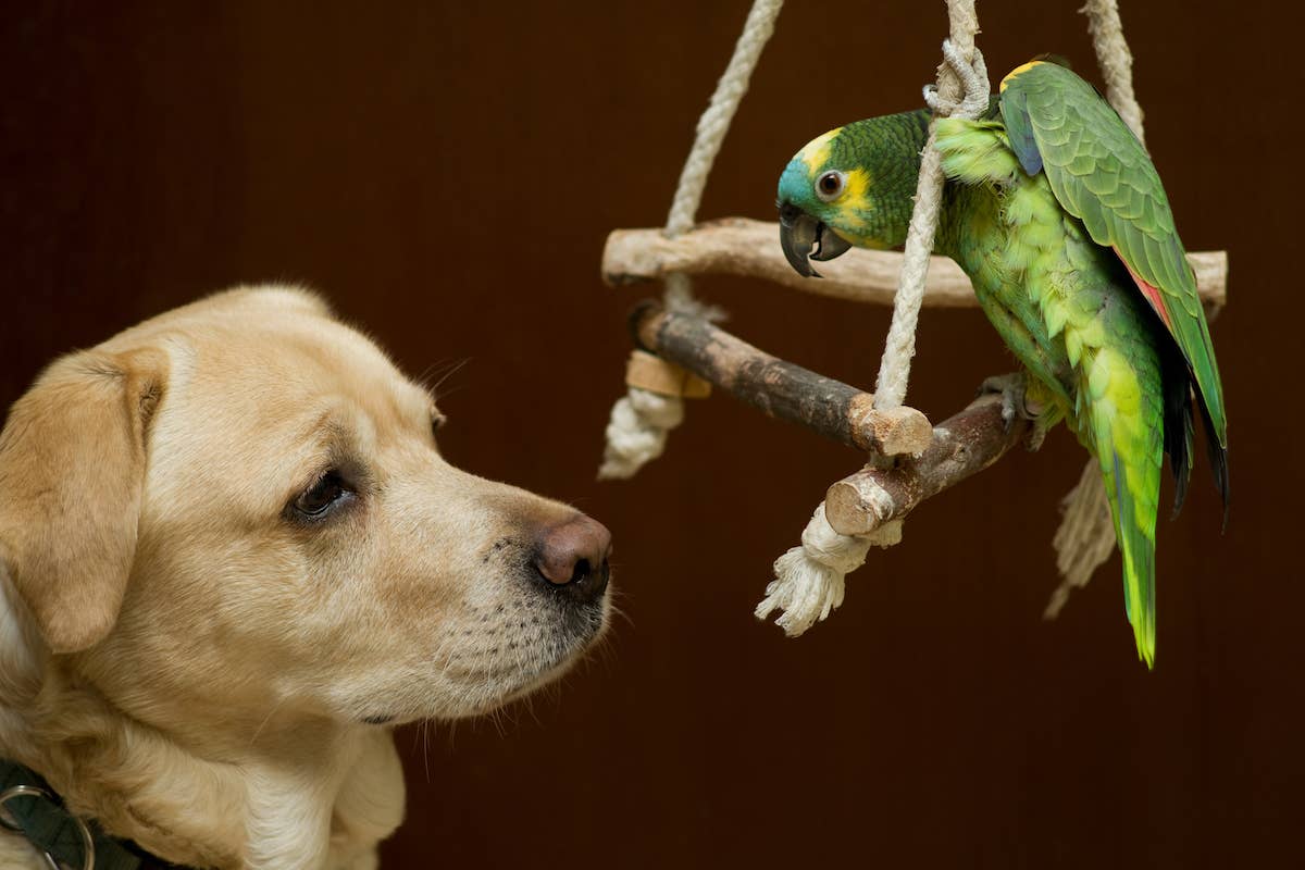 Parrot Raised in House With Dogs Thinks He's a Pup Too & It's the Best ...