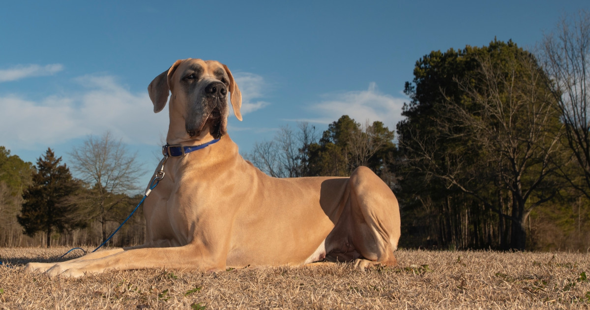 Dog-Loving Starbucks Employees Create 'Great Dane-Sized' Pup Cups for ...