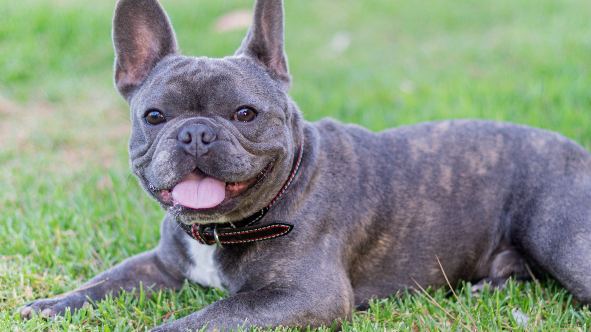 French Bulldog Stars in Dolly Parton’s New Children’s Book and Its Sure ...