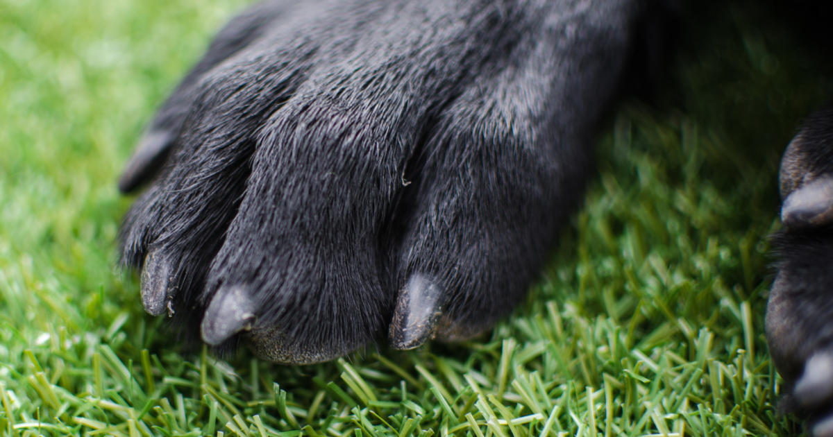 Precious Double Amputee Pup Proves Nothing Can Hold Her Back - PetHelpful