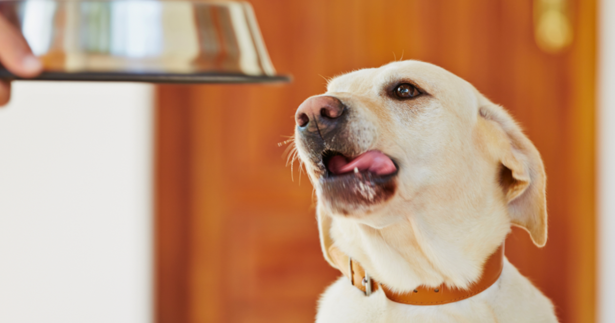 Fast-Eating Dogs Are Calming Down Thanks to This Puzzle Snack Tray ...