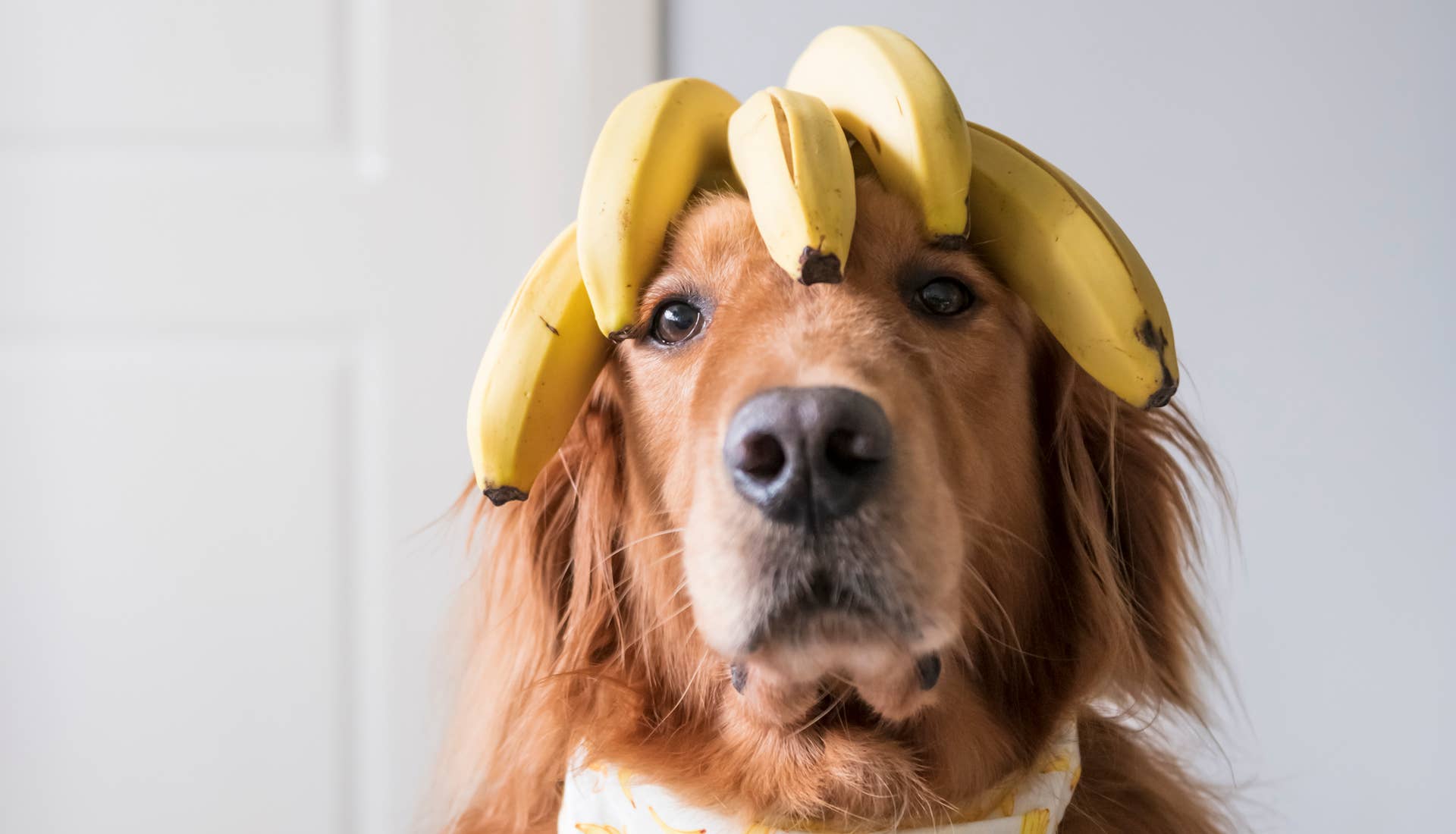 Golden Retriever's Guilty Face After Stealing Entire Bunch of Bananas ...