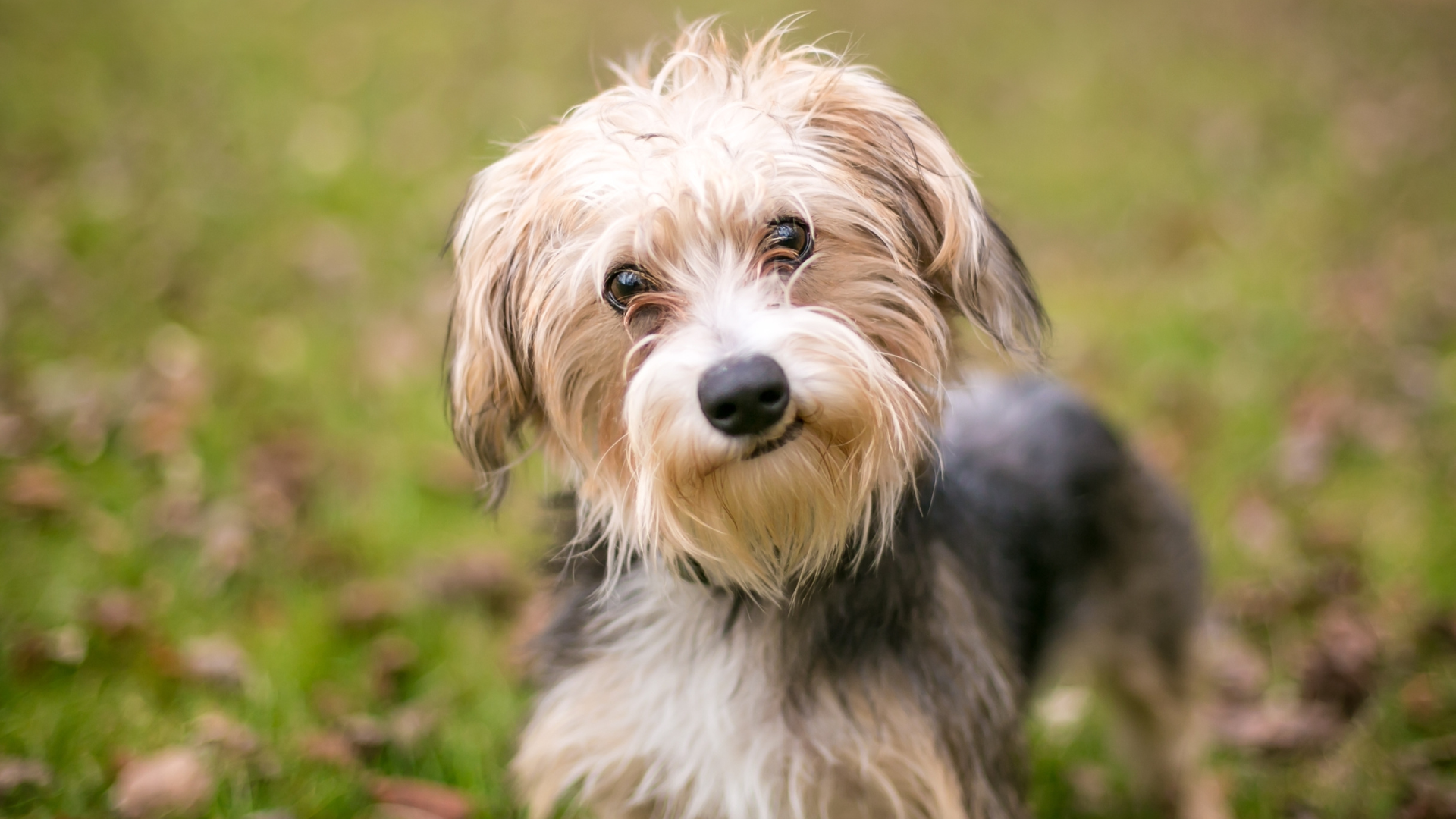 Tiny Yorkie Mix Surrendered Wearing Tutu Has So Much Hurt in Her Eyes ...