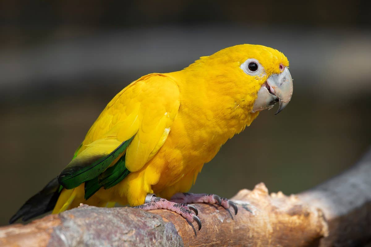 Tiny Abused Parrot Snuggles Into Rescuer's Palm in Gratitude in Moment ...