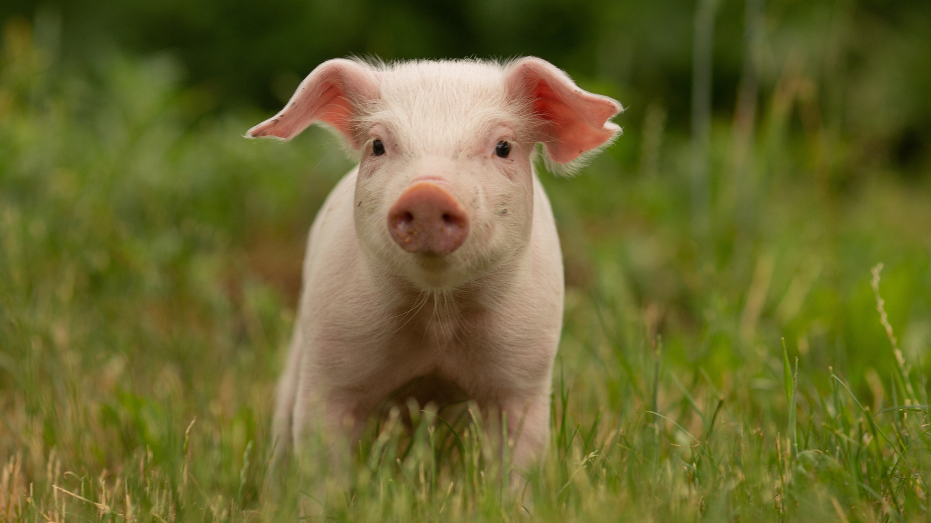 Little Piglet Enjoying a Pumpkin Treat Is Brightening Timelines ...