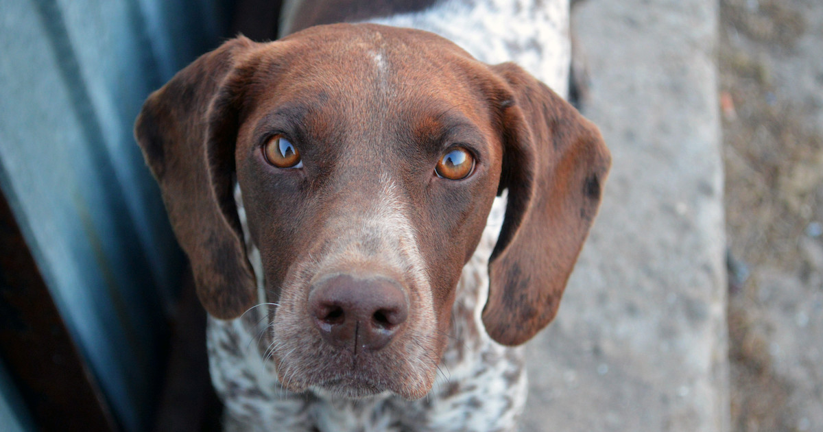 German Shorthaired Pointer Mix Listens To Conversation and Wags Only at ...