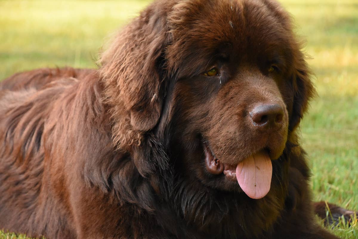 Newfoundland Dog Has 'Guard Duck' BFF Who Decides Who Gets Playdates ...