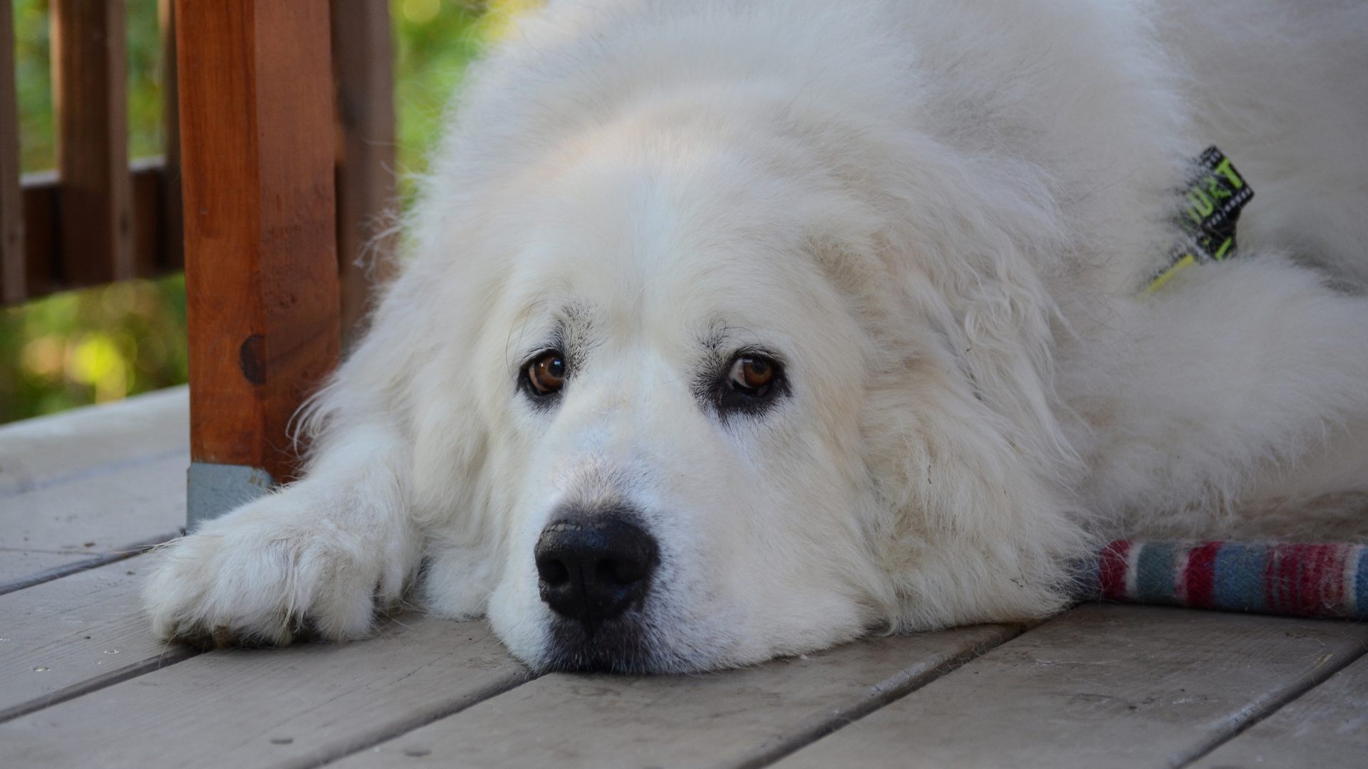 Great Pyrenees Is Hilariously Unimpressed by Parent’s New Digs After ...
