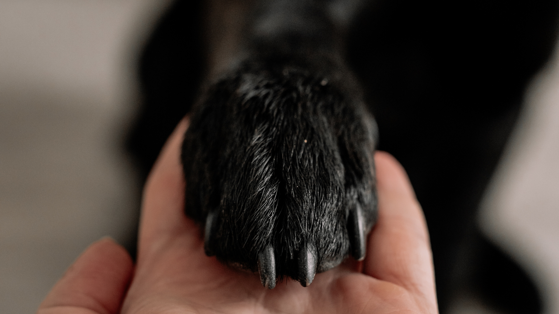 Dog Dramatically Pretends to Be Hurt to Score a Snack & It's Cuteness ...
