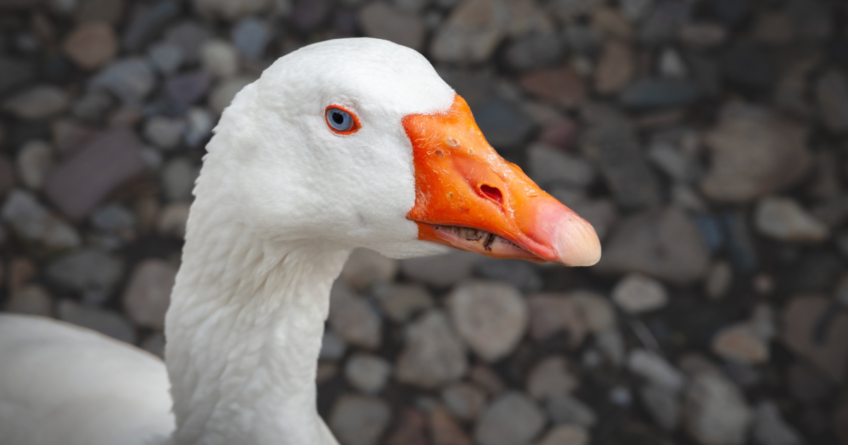 Maltese Busts Up 'Wrestling Match' Between Beagle & Goose Like a Little ...