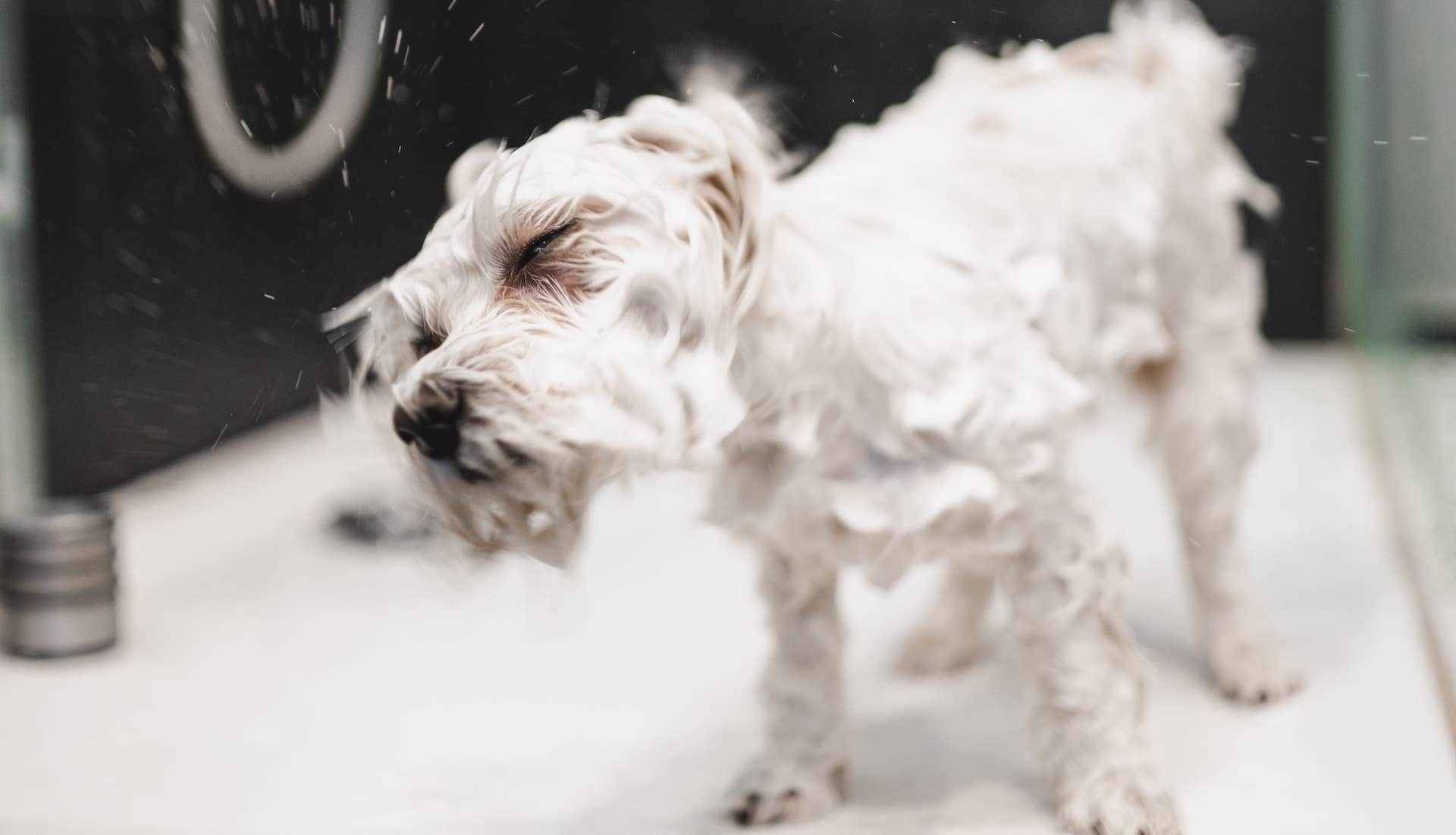 Five Below’s $5 Dog Cologne Pet Parents Love - PetHelpful