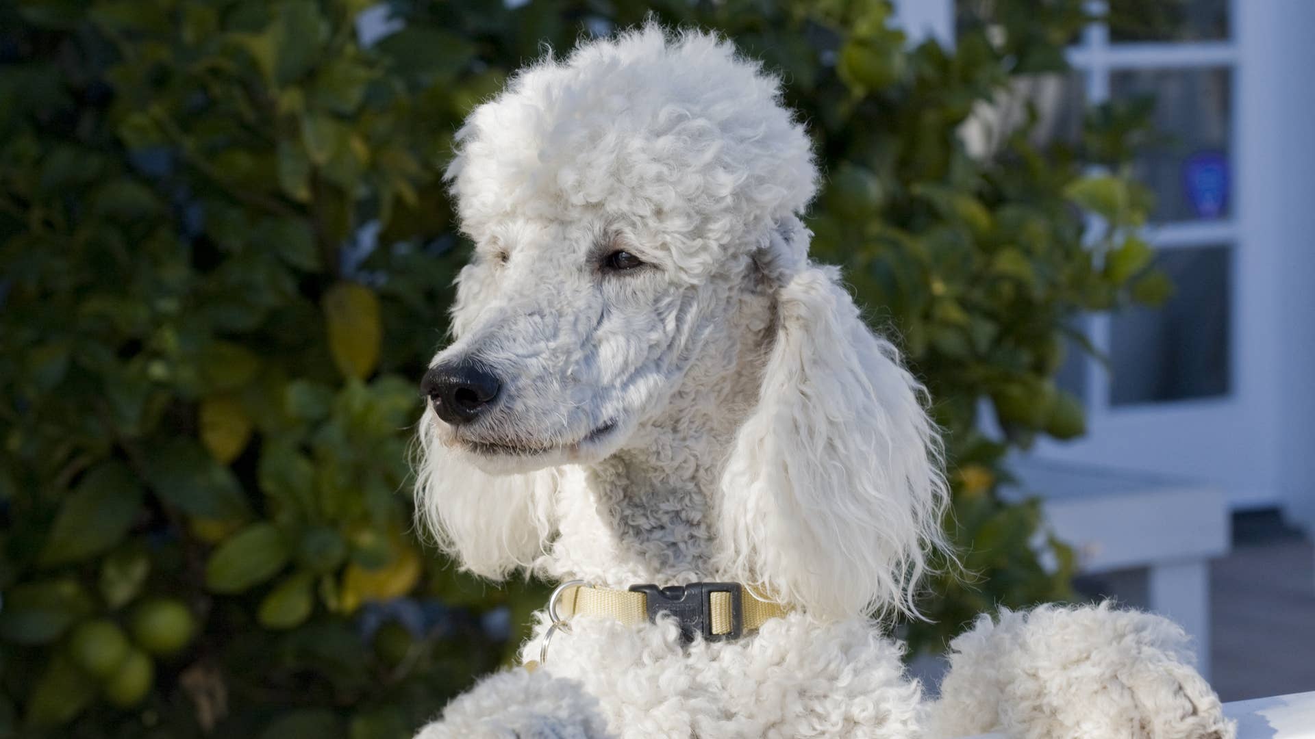Poodle Walking on Hind Legs Interrupts Chicago News Broadcast in the ...