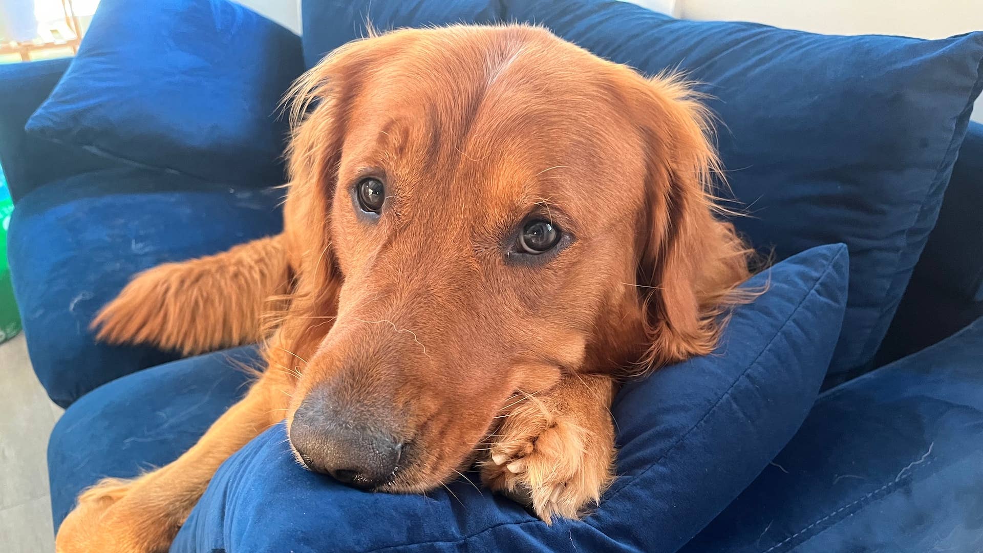 Golden Retriever's Guilty Face After Stealing Yogurt Snack Is ...