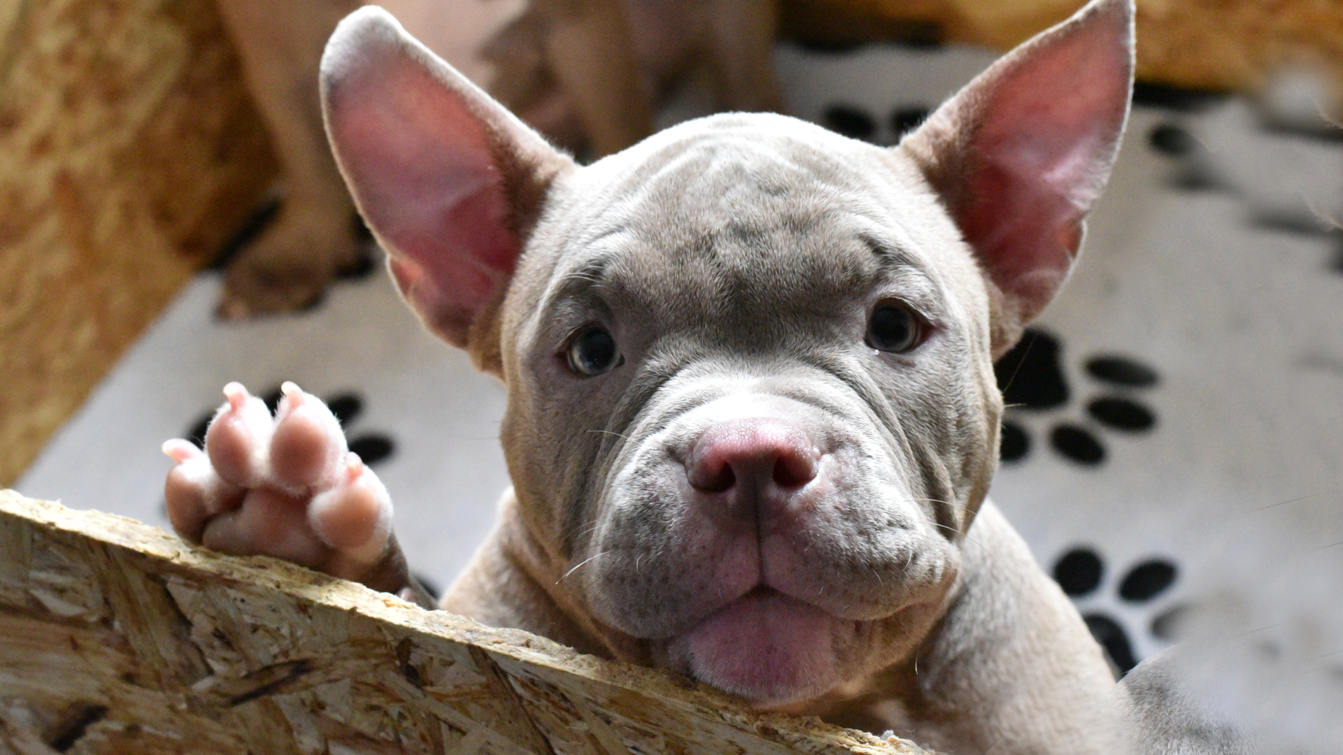 Gorgeous Little Rescue Pit Bulls with ‘No Interest’ Only Want to Be ...