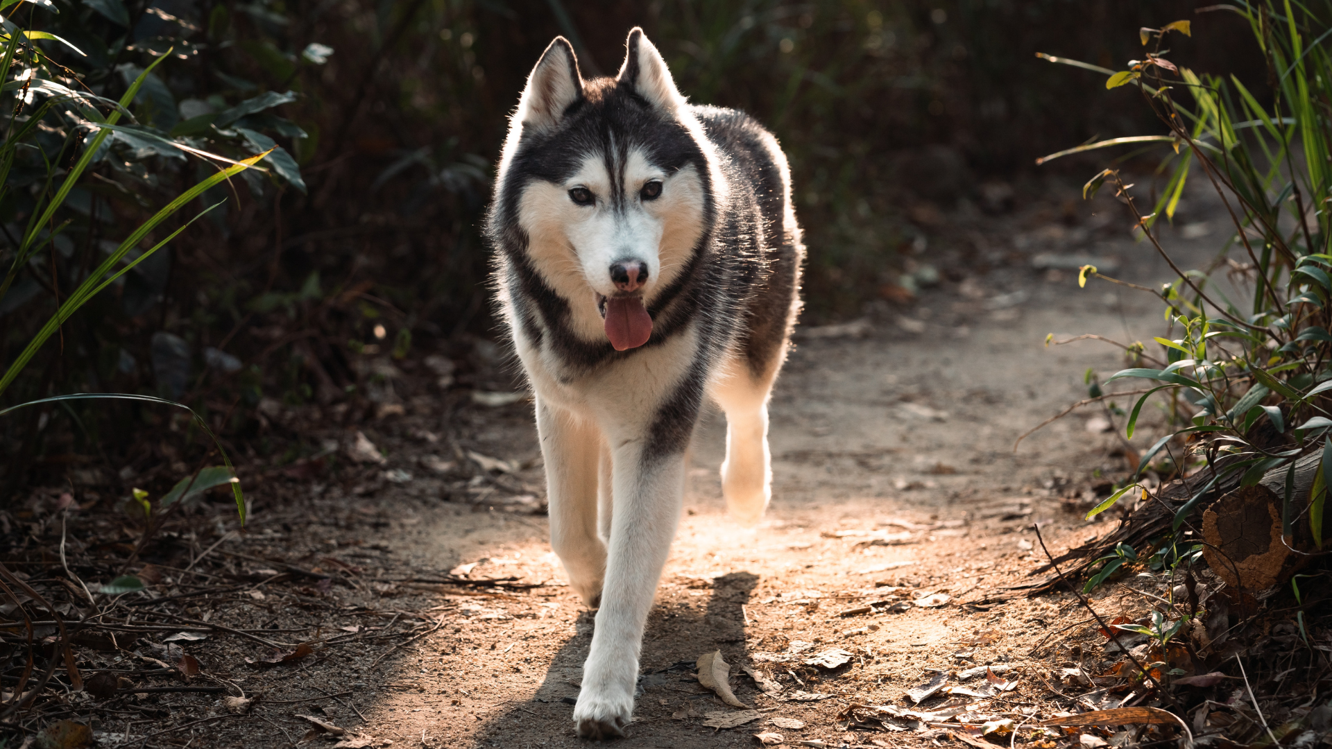 Rescue Huskies Get Agility Training to Help Their Confidence & People ...