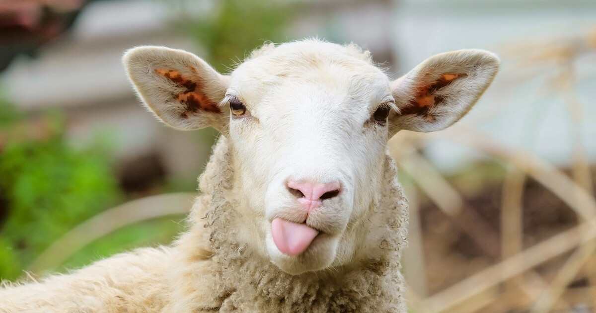 Sheep’s Hoof Trim Turns Into a Comedy Show with Tabby Cat Making ...