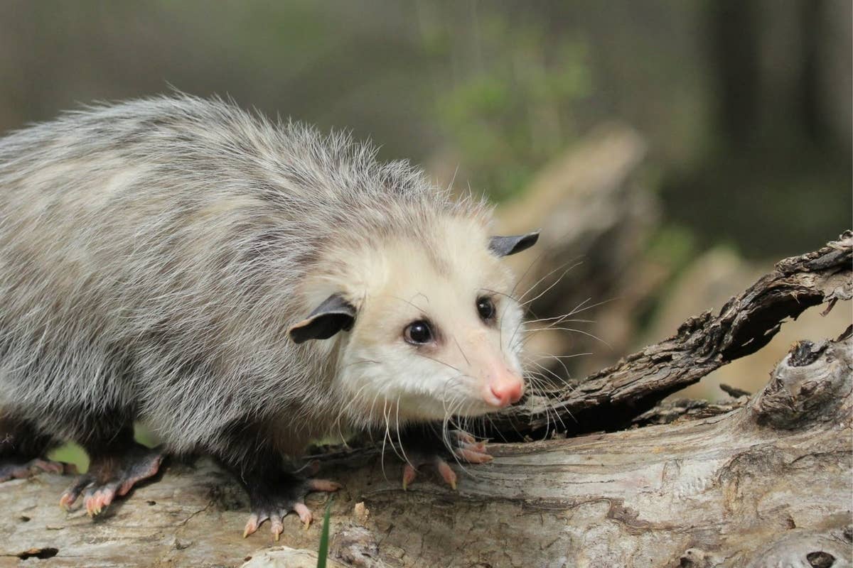 Perfectly White Possum Getting All the Love in a Texas Bar Will Make ...
