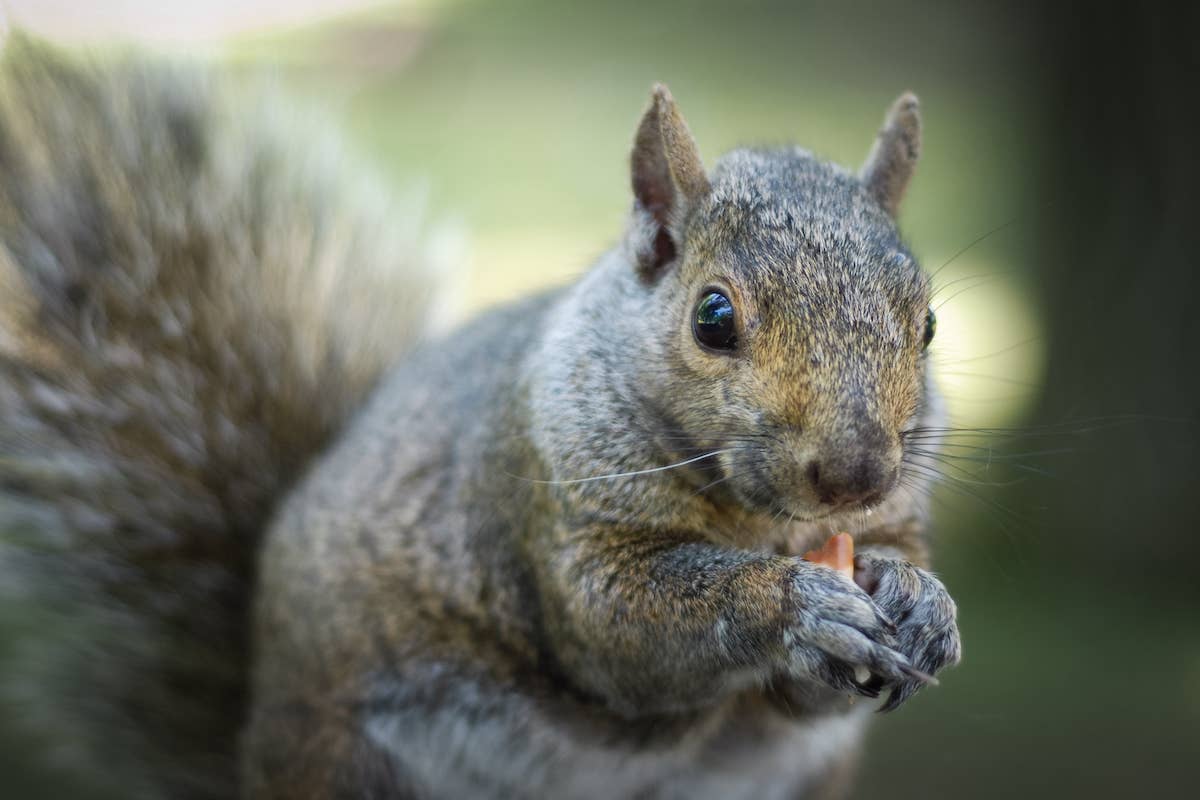 Time-Lapse Video of Squirrel Prepping a Walnut for Winter Storage Is ...