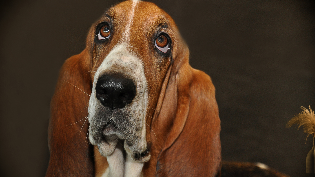 Bloodhound Hilariously Disobeys Mom and Contemplates Stealing Pizza off ...