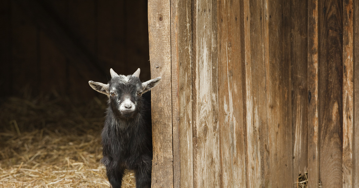 Baby Goats' Irresistible Case of the 'Zoomies' Set to Epic Music Mashup ...