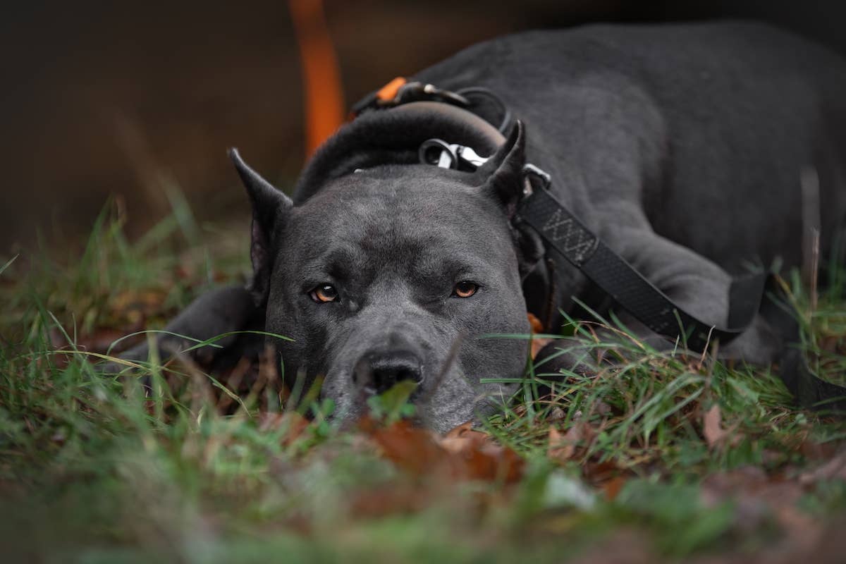 Dog Visits Spot of Dad's Tragic Death and Her Reaction Is Downright ...